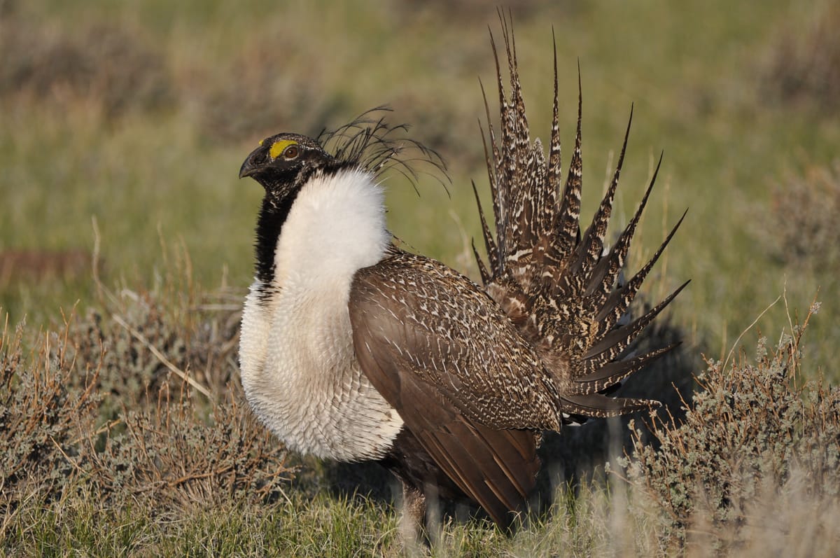 Saving the Greater Sage-Grouse: Dr. Graham's Research Highlight