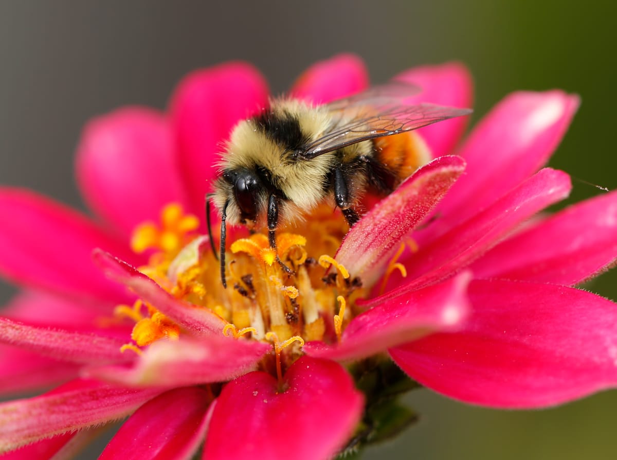 What’s the buzz? Pollinators are hard at work